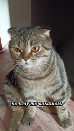 НЕ АЛКАШ, А НЕМНОГО СОННЫЙ КОТ!💥😏😹🥺#cat #кот #юмор #приколы #цитаты