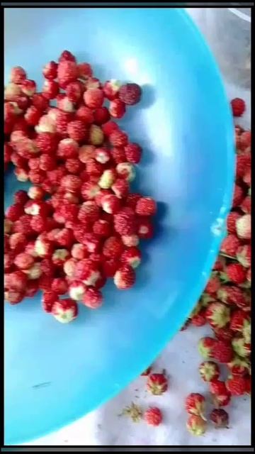 😍 🍓 🦔