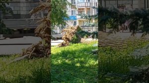 корень вырванного ураганом дерева в костроме оказался больше человеческого роста #ураган #кострома