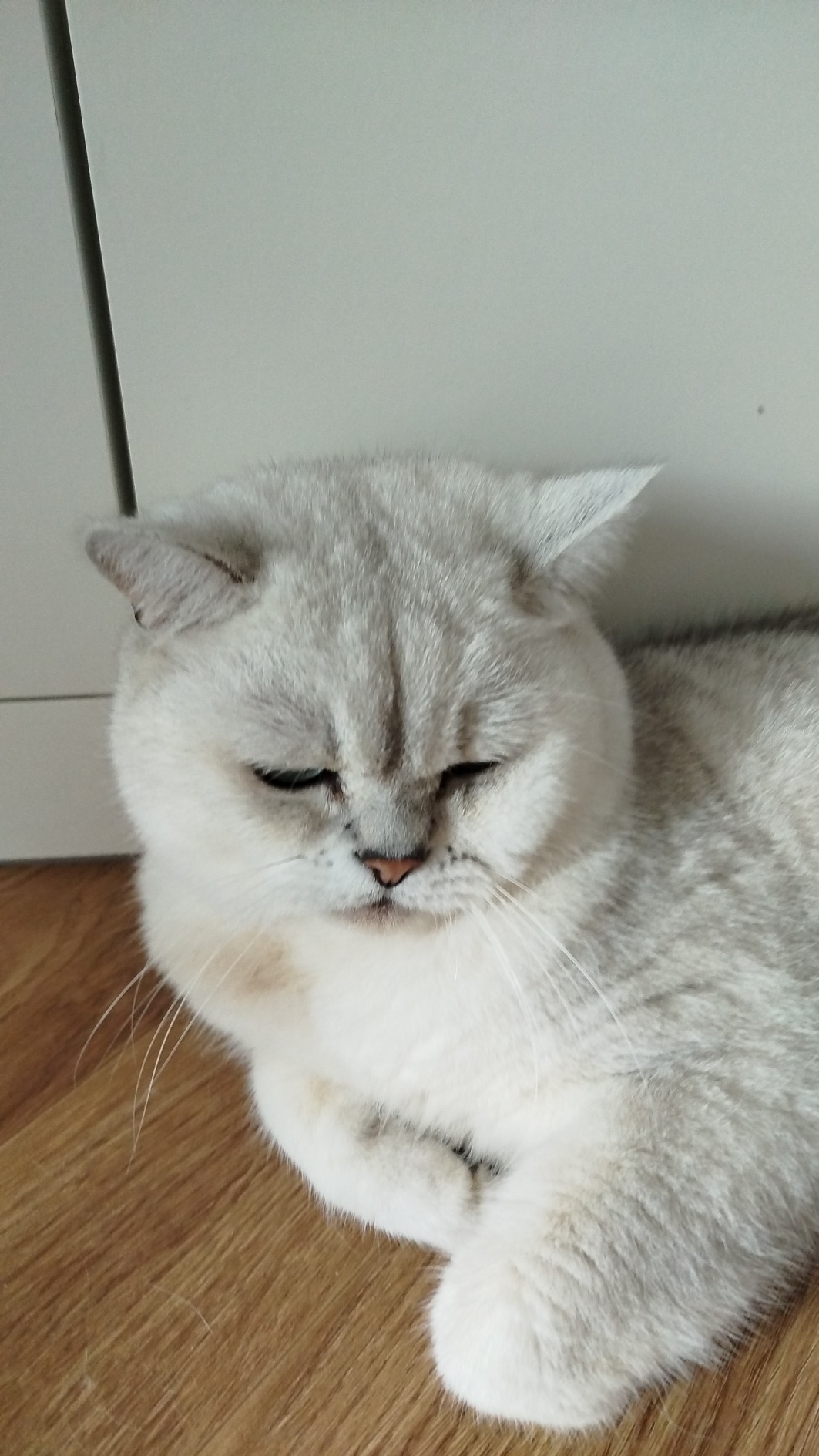 КОТ ПЕРСИК ХОЧЕТ ВАМ ЧТО-ТО СКАЗАТЬ