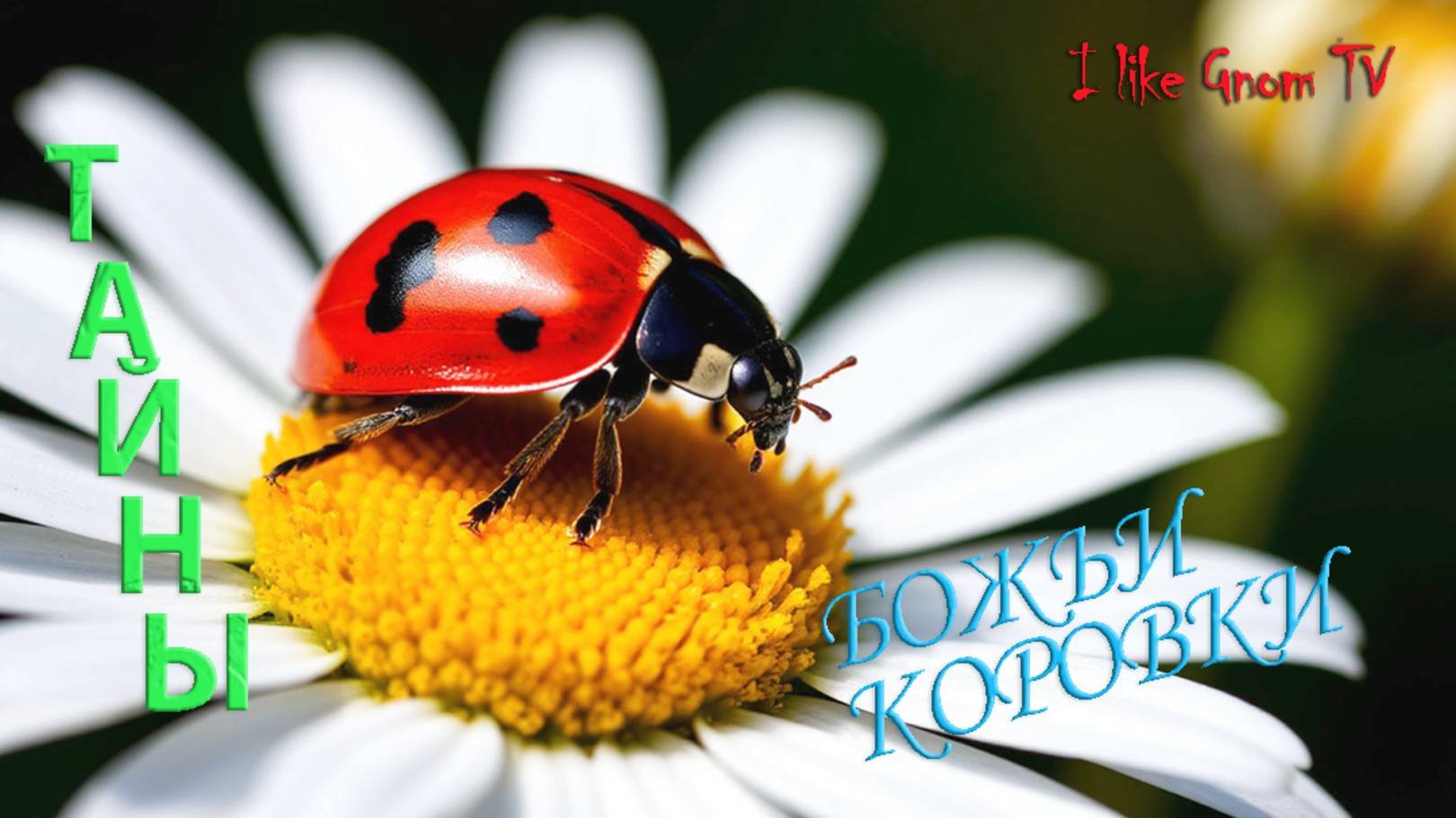 Тайная жизнь природы: "Божьи коровки"