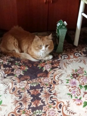 Котики