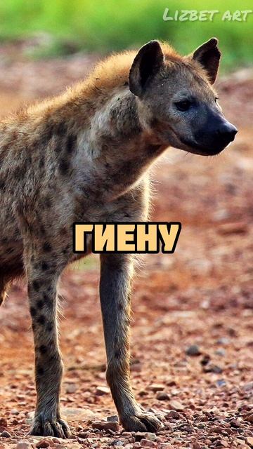 Рисую несуществующее животное 🐶+🐆=❓(ч.99) #tiktok #shorts #art #gouach