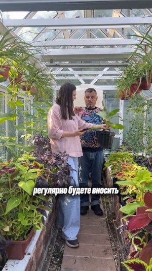 А чем вы мульчируете В ТЕПЛИЦЕ