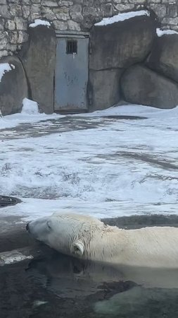 БЕЛЫЙ МЕДВЕДЬ ЧИЛИТ В ЛЕДЯНОЙ ВОДЕ