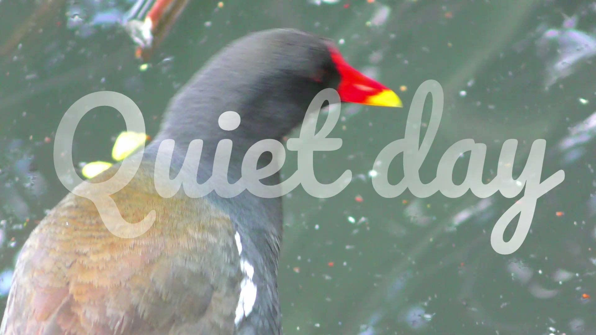Quiet day