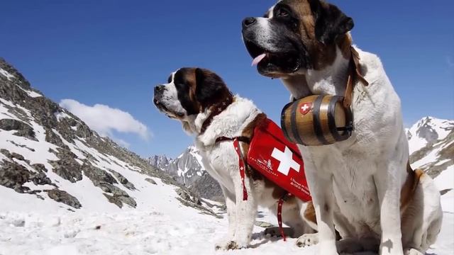 памятники собакам