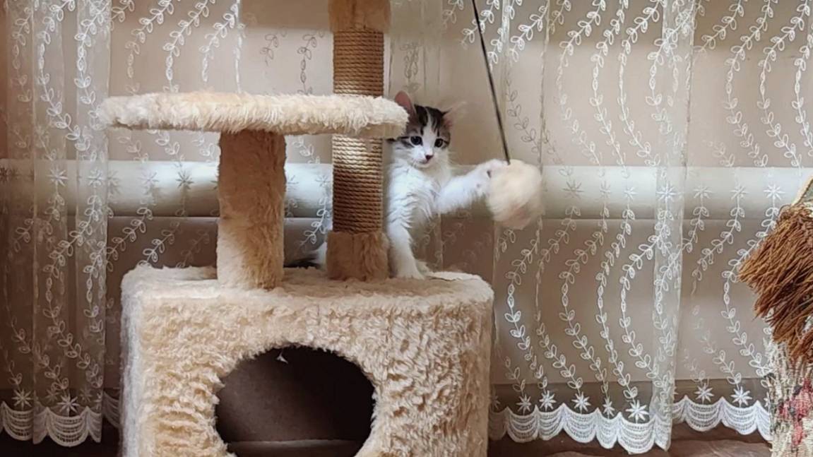 Котята играют в кошачьем домике.
