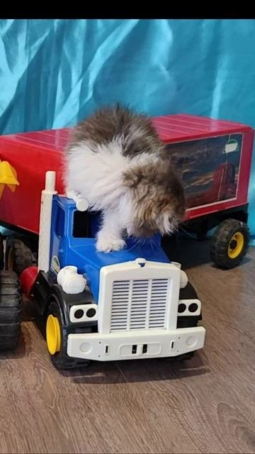 Котенок и синий грузовик.