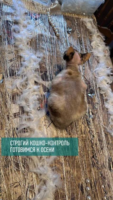 Строгий кошко-контроль