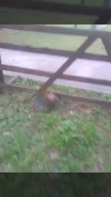 Белка нюфф!