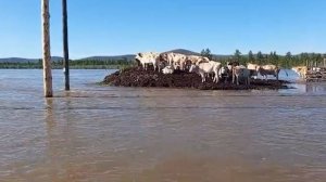 В Якутии коровы забрались на холм, спасаясь от паводка
