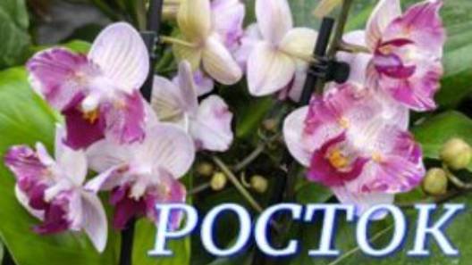 №1100/ ОРХИДЕИ бабочки в с/ц РОСТОК
