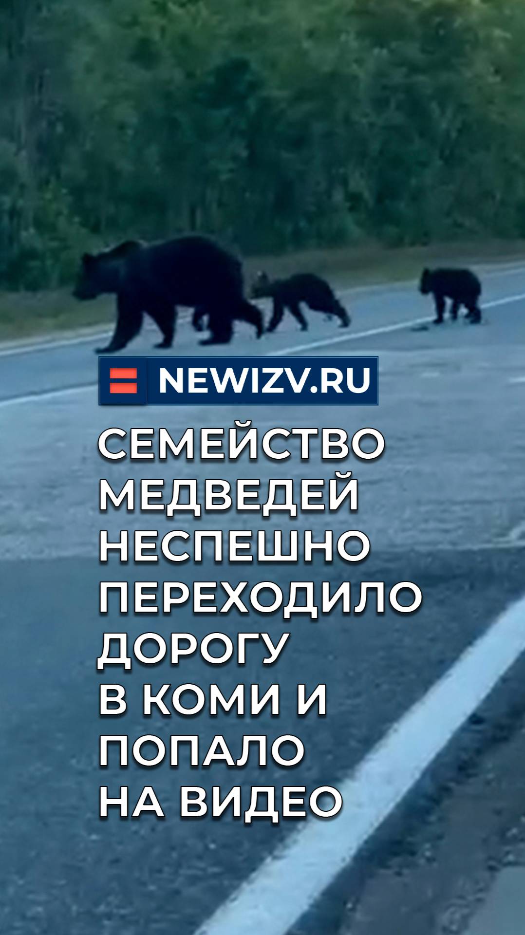 Семейство медведей неспешно переходило дорогу в Коми и попало на видео