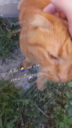 #говорящийкот #рекомендации #моипитомцы #абиссинскаякошка #американскаякита