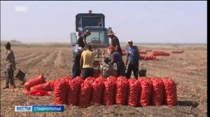На Ставрополье проходит уборка лука