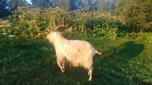 Кони🐎на рассвете и🐐🦮с ними.