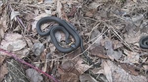 Разлив р. Мокша и ЗМЕИ wild snakes