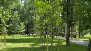 Краснолистные клены радуют жителей Краснодара