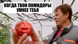 О чем говорят помидоры 1 серия