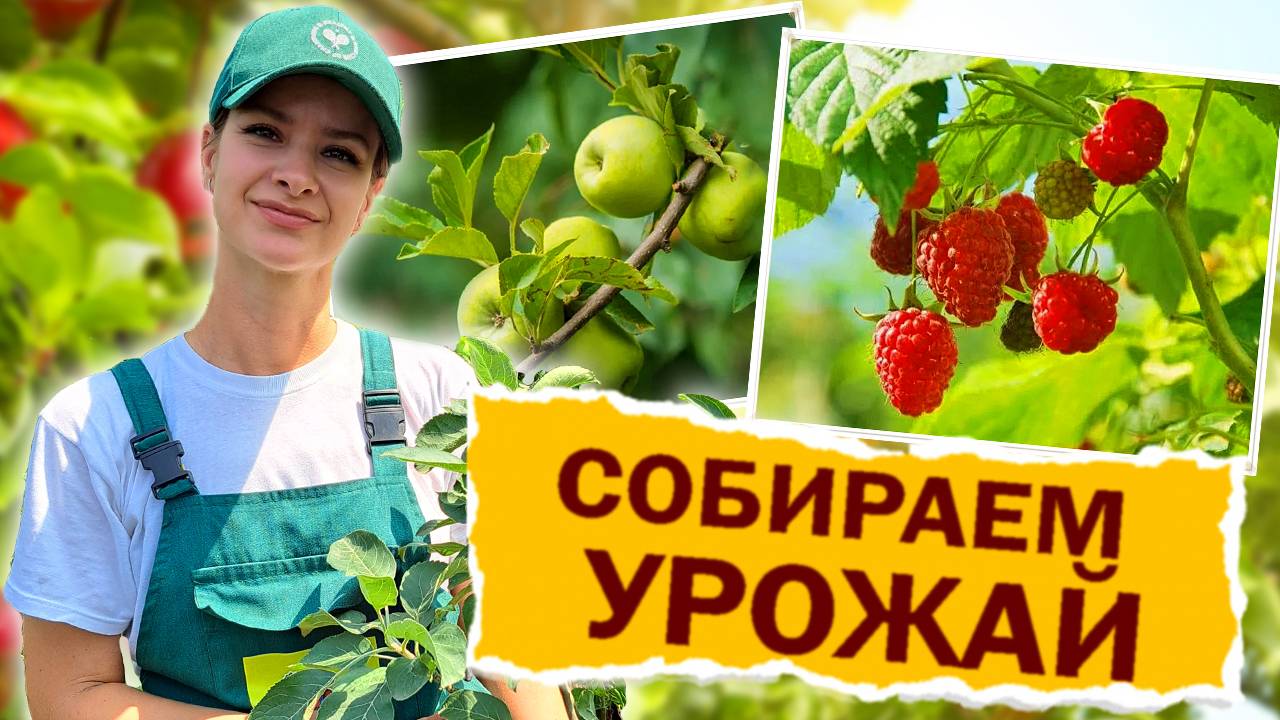 КРУПНЫЕ ПЛОДЫ С ОДНОГО КУСТА! ПЕРВЫЙ УРОЖАЙ ПЛОДОВЫХ ДЕРЕВЬЕВ И КУСТАРНИКОВ! #сад #дача #огород