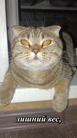 КОТ ЗНАЕТ ХИТРОСТИ ЖИЗНИ!💥😏😹🥺#cat #кот #юмор #приколы #цитаты