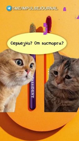 Не дыши в мою сторону (Мяукаем в телеграм Импульс Журнал 👉 @impulsejournal ) #пустьговорят #коты