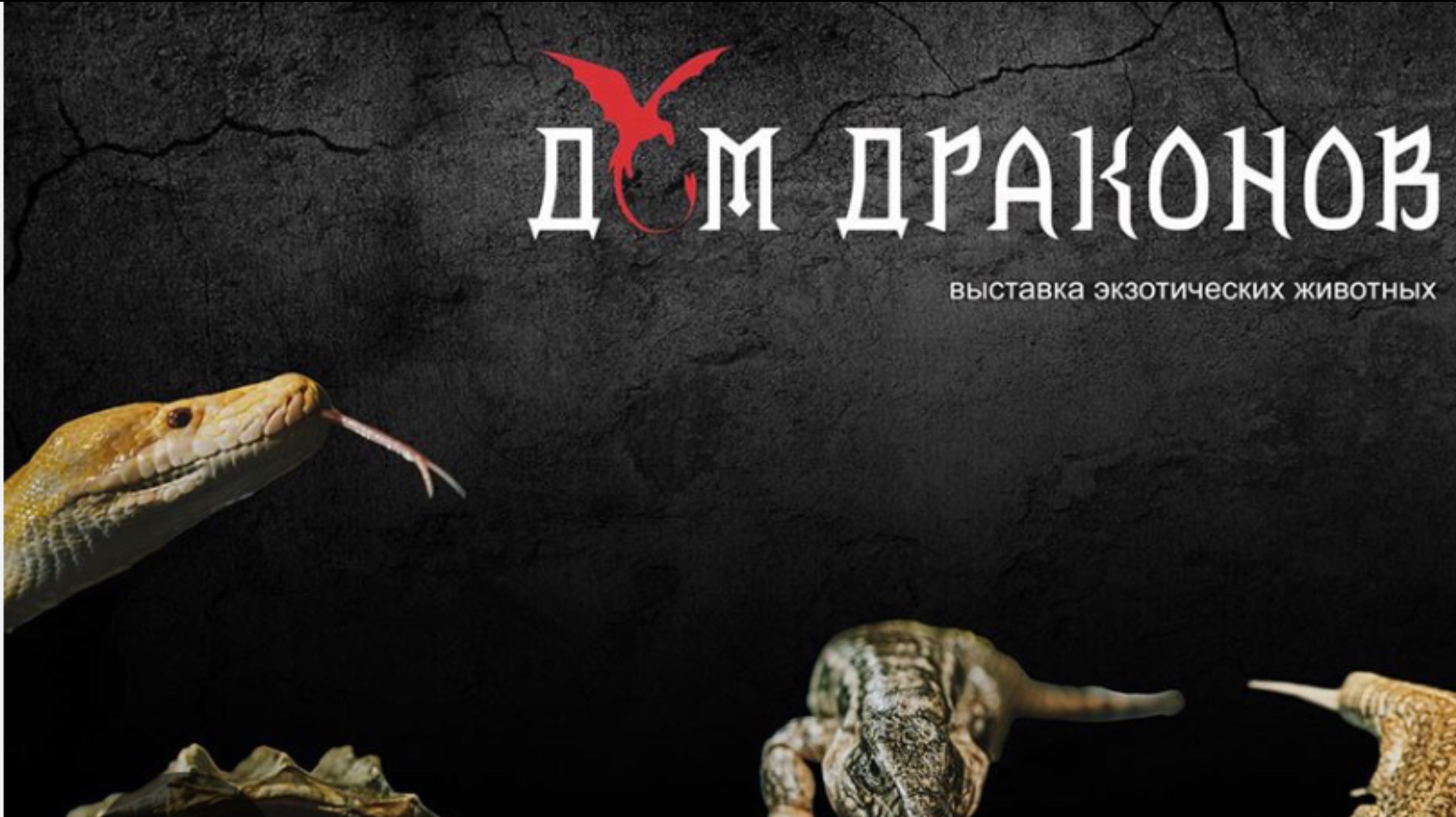«Дом драконов» (4). сетчатый питон Солнышко.