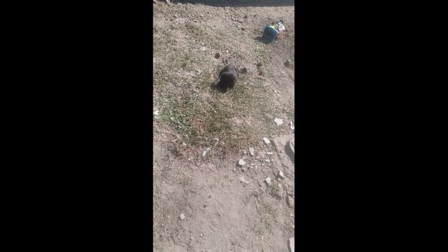 Пёс 1 серия Щенячий патруль Лучшие погони мп