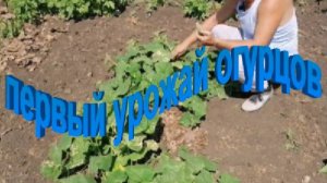 Первый урожай огурцов. Голодные не останемся