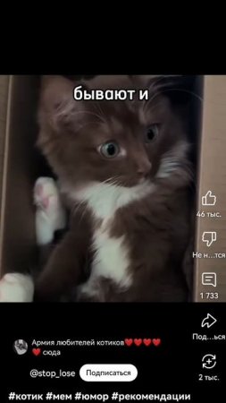 все они такие котики смешные и прикольные