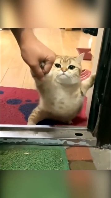 Funny Cute Cat Videos 2024 #shorts