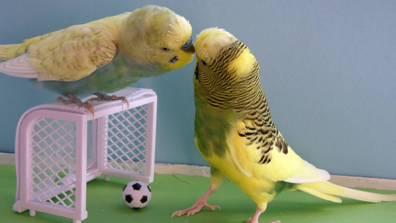 ГОВОРЯЩИЕ И САМЫЕ СМЕШНЫЕ ПОПУГАИ со всего мира | ПРИКОЛЫ С ПОПУГАЯМИ | FUNNY PARROTS часть 13