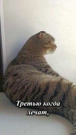 🥺ОЧЕНЬ СИЛЬНЫЕ СЛОВА ПРО КОТИКОВ!!😏🥺#cat #кот #сильныеслова  #цитаты #TishaAndAlex
