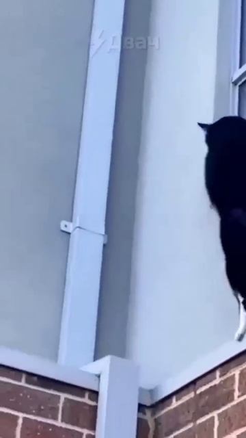 Коты агенты: их миссия воровать колбасу