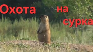 Охота на сурка.