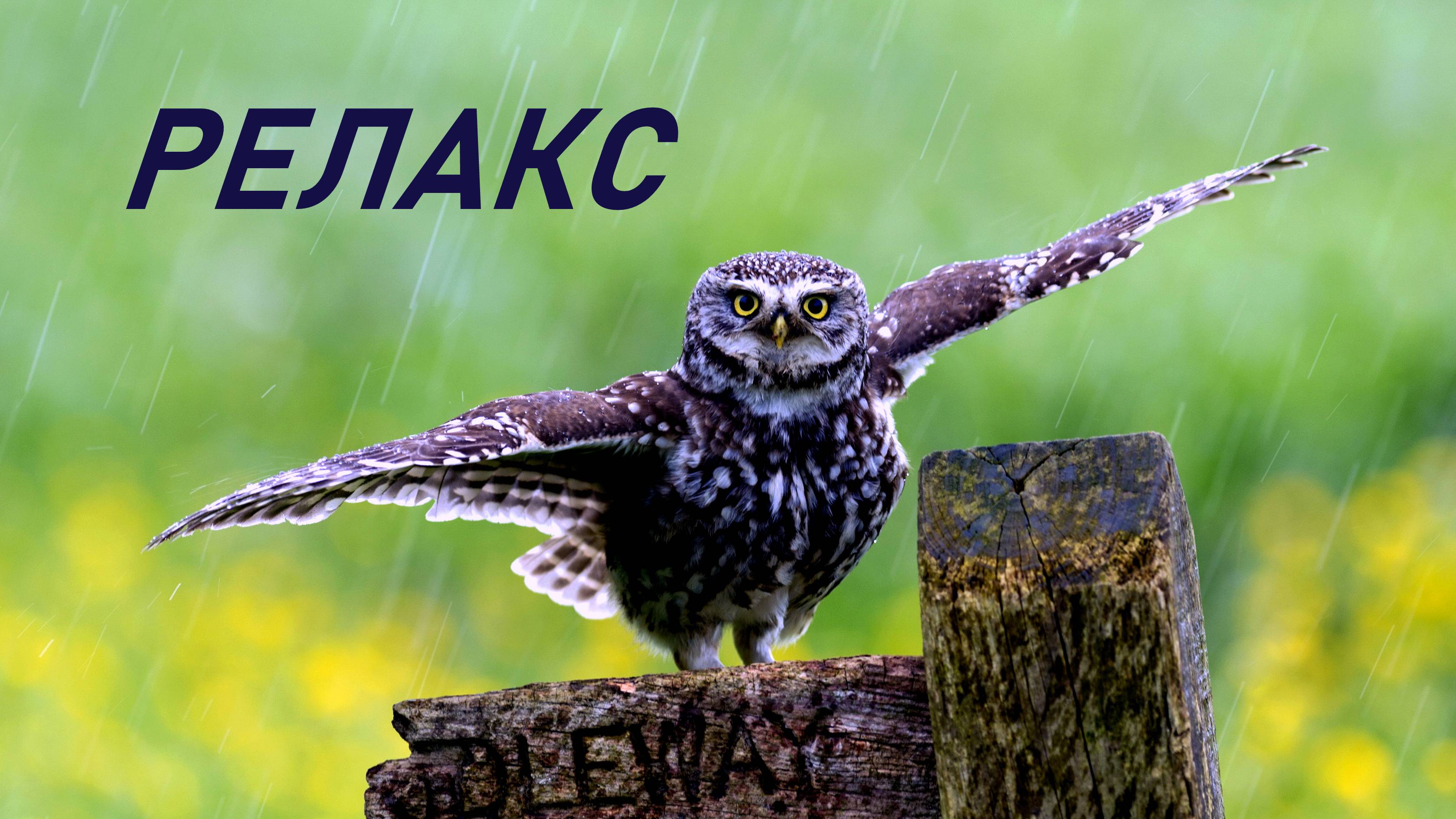 Птицы Релакс Красивая Музыка - 24 минуты релаксации.