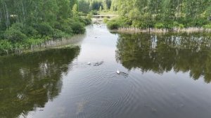 Лебединое семейство на лесном озере