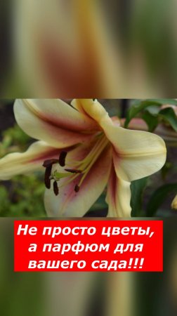 Выращиваю самые ароматные лилии на даче #цветы #лилии #аромат