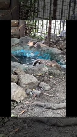 Семейство барсуков