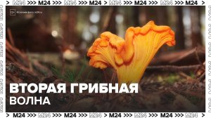 Вторая волна сбора грибов начнется в Подмосковье не раньше сентября - Москва 24