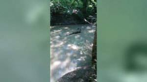 В Севастополе вода реки Чёрной стала мутной, как после ливней.