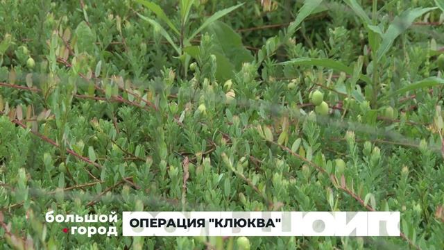 ОПЕРАЦИЯ КЛЮКВА 18.07.25