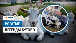 Как последние козы ушли из Бутово: конец эпохи дворовых рогатых