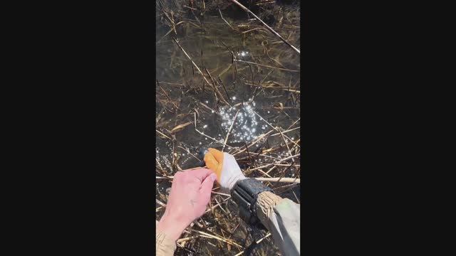 Змееголов Не Успел Скрыться  #рекомендации#fishing#top#2025#youtube #fish #headshot