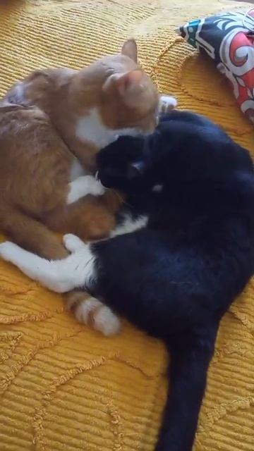 Кошечки они такие,