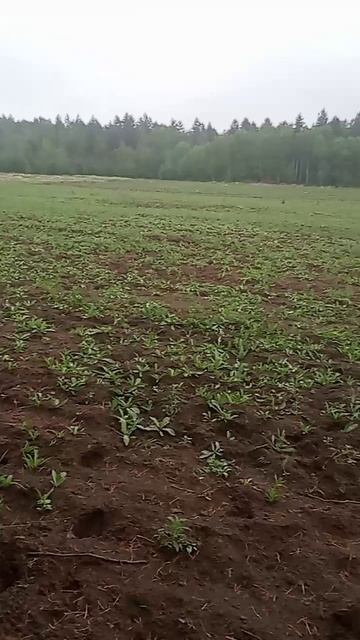 После дождя, 13.07.25