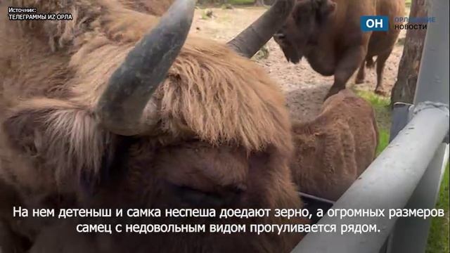В правительстве показали обед зубров