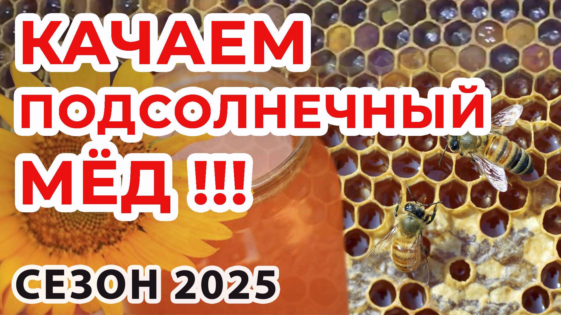 КАЧАЕМ МЁД С ПОДСОЛНУХА 2025г.