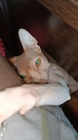 #cat#мяу#котик#cute#ilyhapon#канадскийсфинкс#Зевс#кот#котик#котики#кошка#кошки#лысыйкот#сфинкс#игра